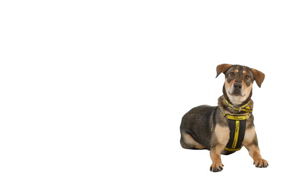 Dogs Trust Online Shop - Shop for Your Dog and Support Dogs Trust ...