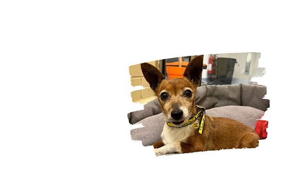 Dogs Trust Online Shop - Shop for Your Dog and Support Dogs Trust ...